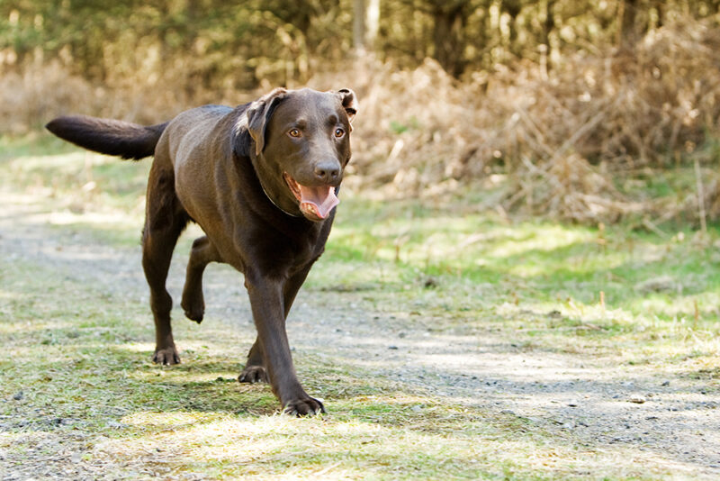 Common Causes of Limping in Pets and How Diagnostics Help - Animal ...